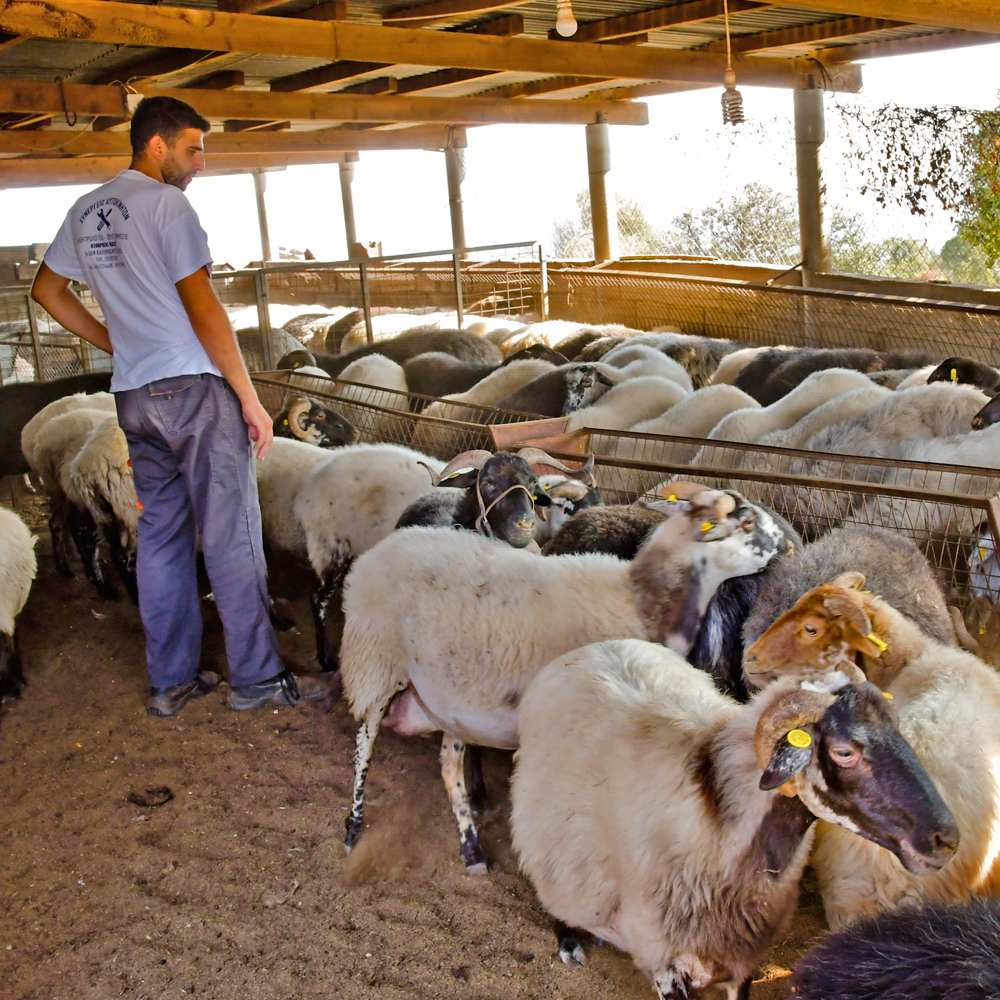 The Cooperative – Organisation of Producers of Sheep and Goat Milk of ...